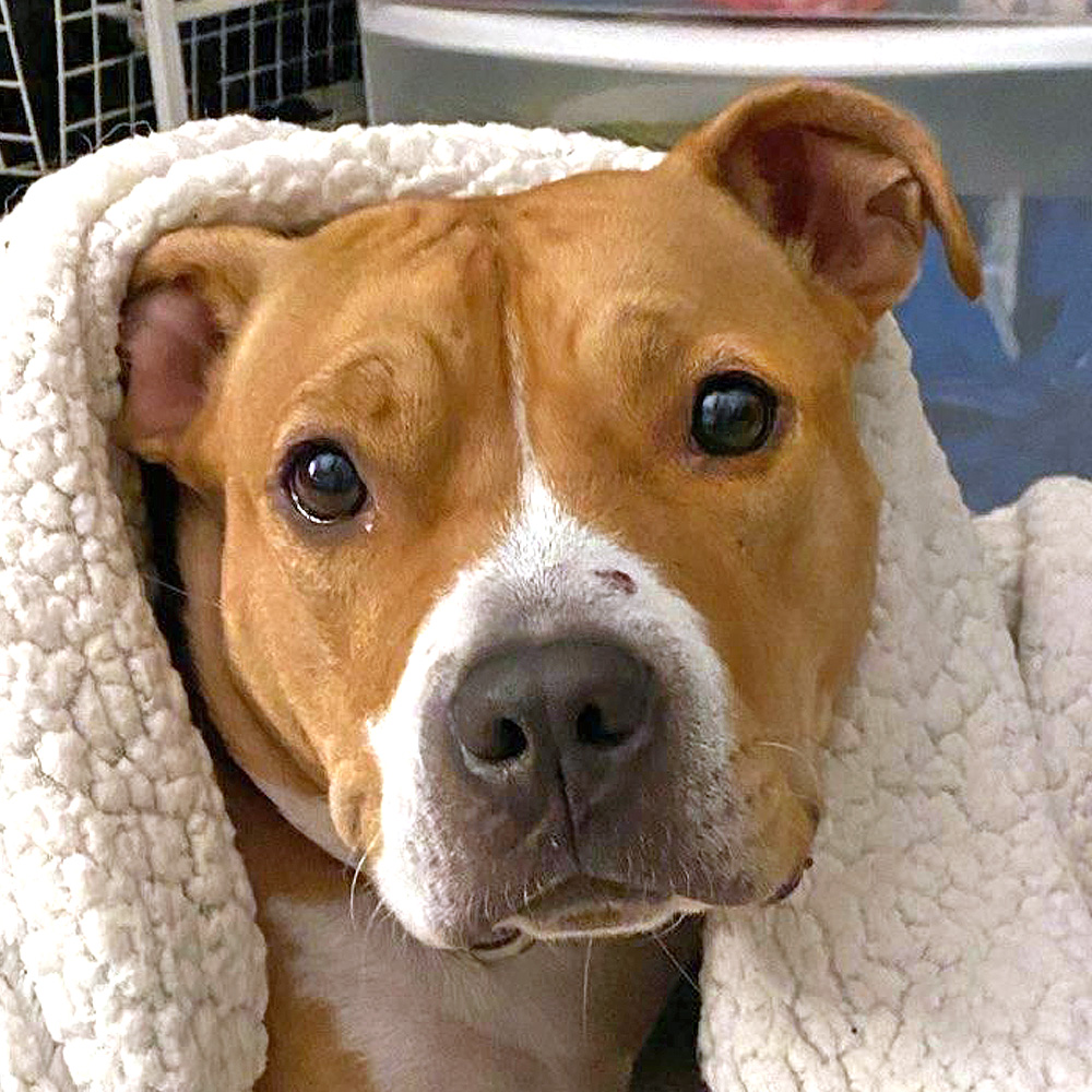 Crops and Flops Rescue - Massachusetts Pit Bull Rescue