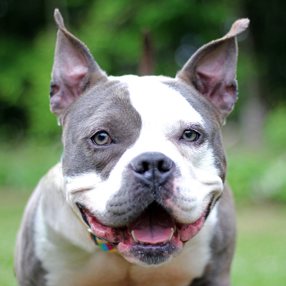 Crops and Flops Rescue - Massachusetts Pit Bull Rescue