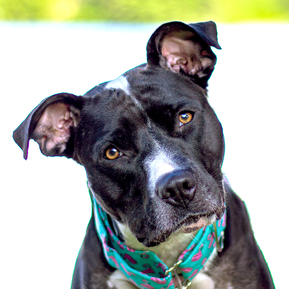 Crops and Flops Rescue - Massachusetts Pit Bull Rescue